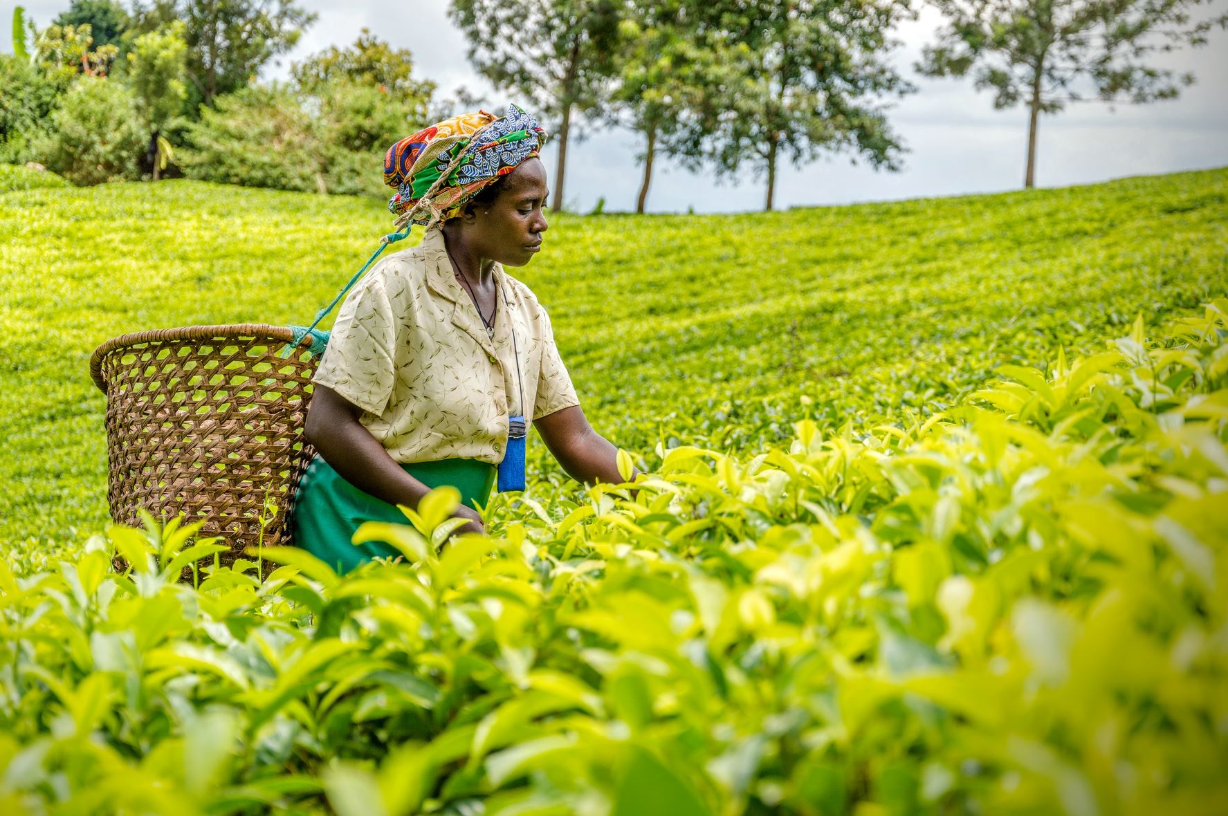 Een duurzaam kopje thee | Shop eerlijk | Solidaridad