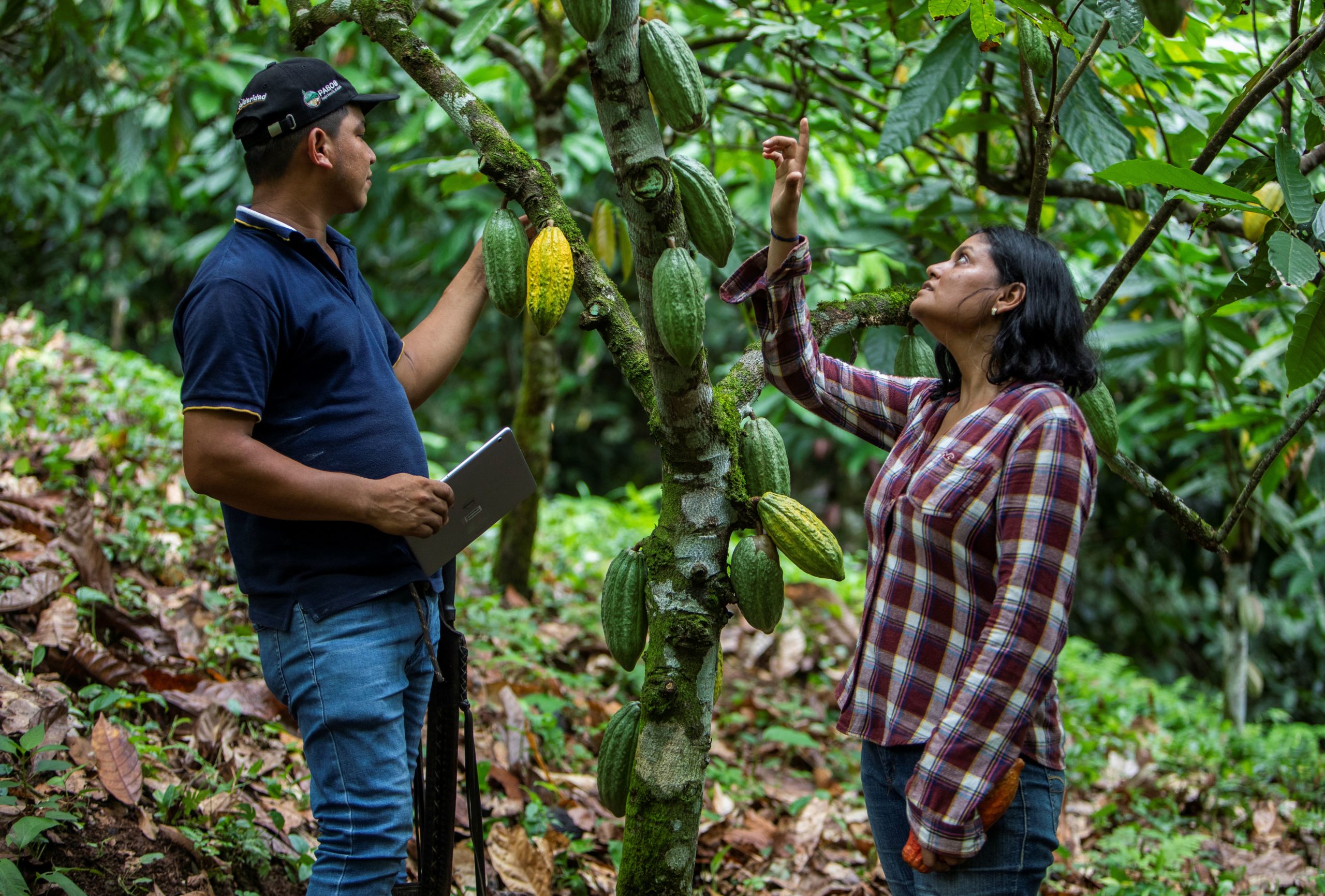Waarom cacaoboeren niet profiteren van hogere cacaoprijzen | Solidaridad